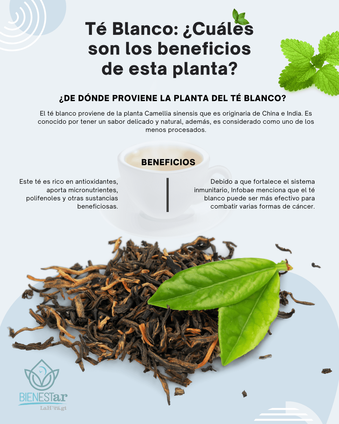Té Blanco: ¿Cuáles son los beneficios de esta planta? - La Hora