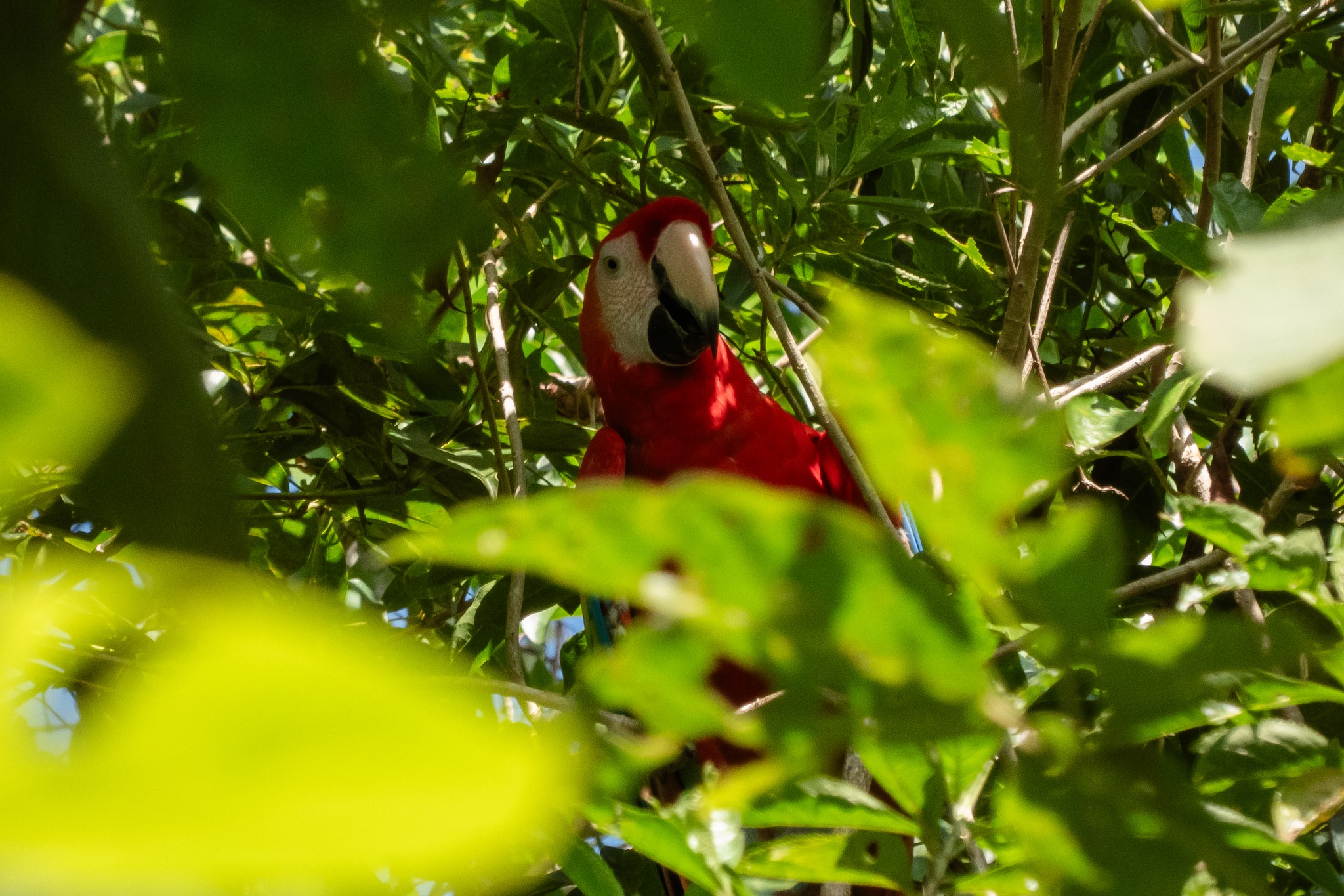 Icónicos animales en Guatemala que el Conap considera están en peligro ...