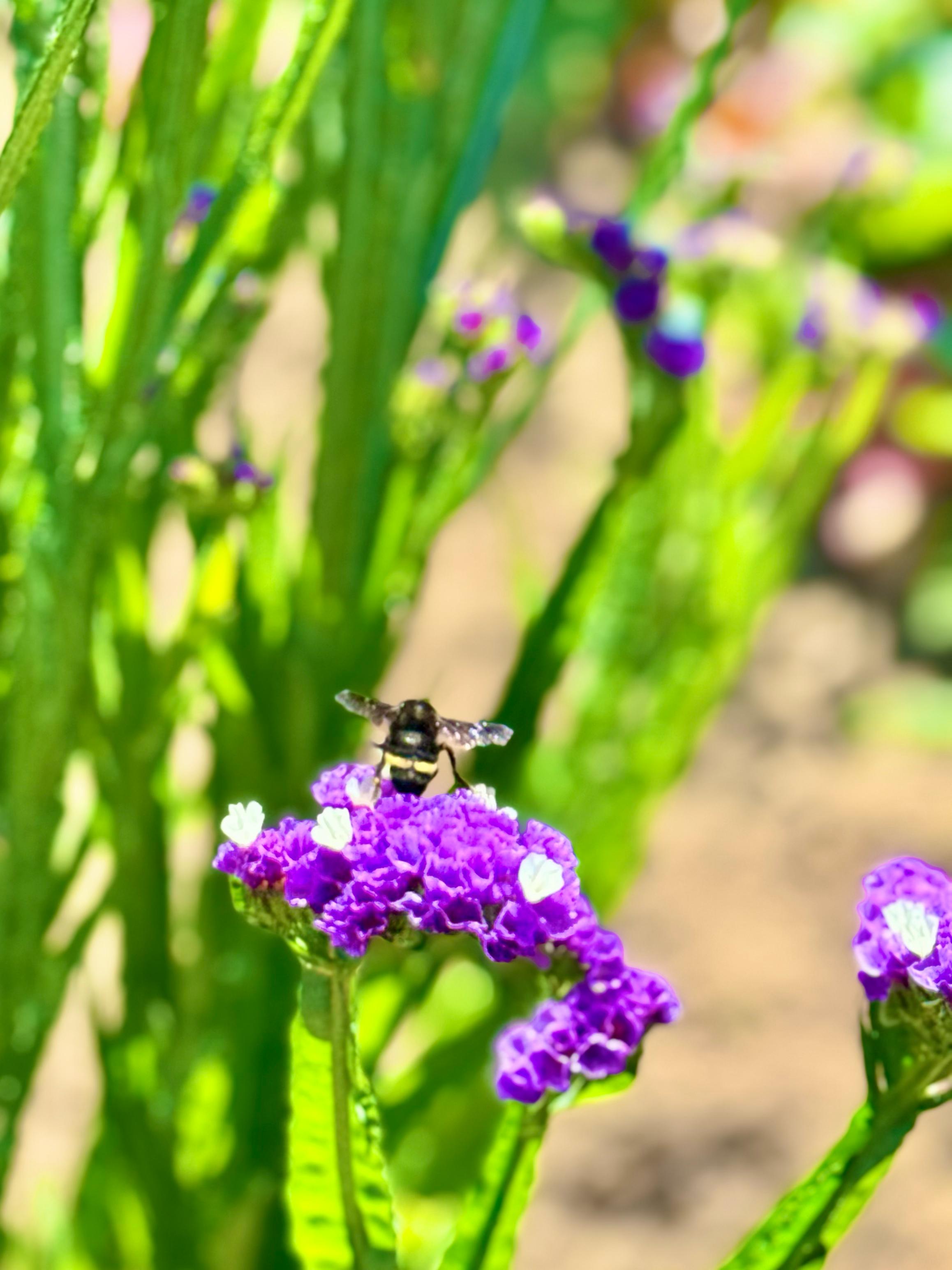San Pedro Las Huertas celebrará su primer festival con la flor de la ...