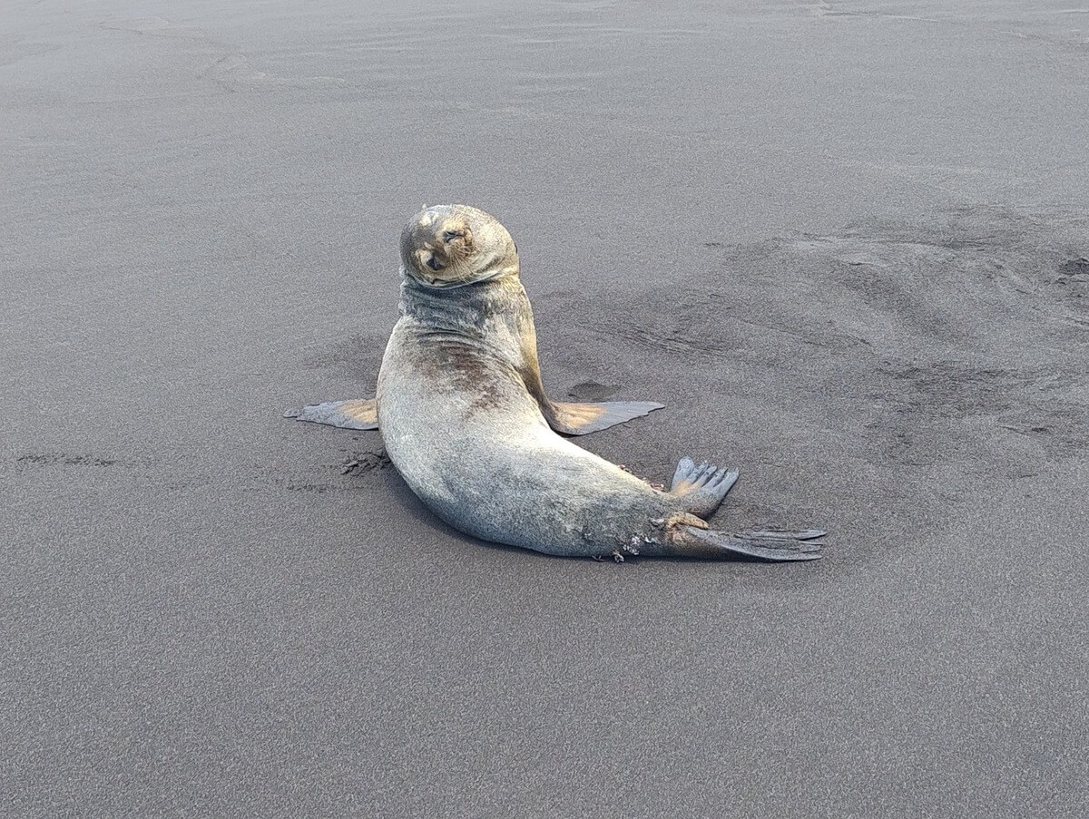 El león marino que busca descanso en la playa La Barrita del Pacífico ...